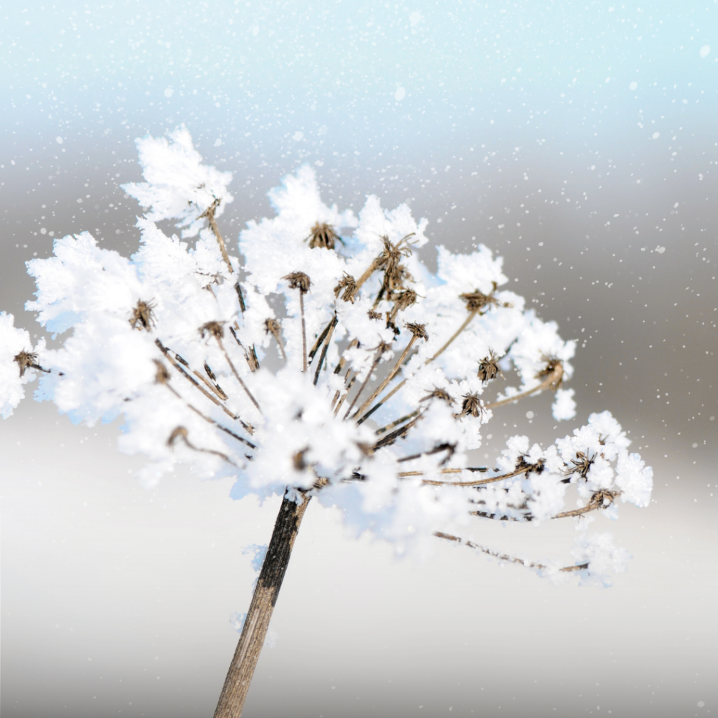 How to Master Post-Freeze Grants: A Survival Guide | Lohfeld